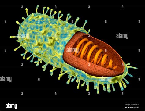 Conceptual Image Of Rabies Virus Stock Photo Alamy
