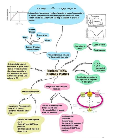 11 Botany Mind Maps 🌿 Ideas Learn Biology Biology Notes Neet Notes