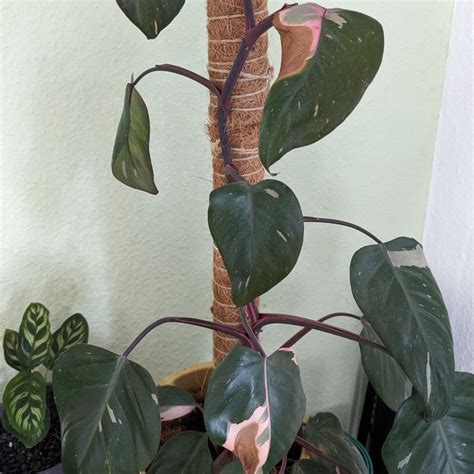 How To Care For Linnaei Kunth Mastering Water Sunlight And More