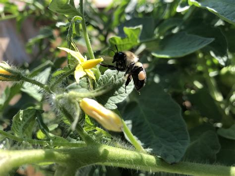 Tomato Bumble Album On Imgur