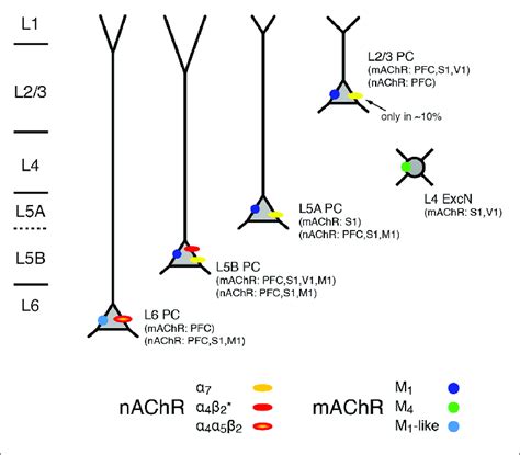 Expression Of Machrs And Nachrs In The Neocortex Schematic Diagram