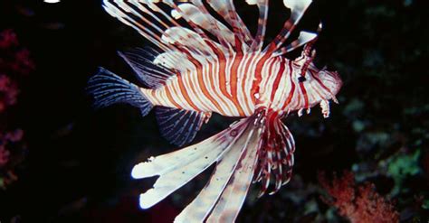 Codium Fragile Sp Fragile Admin 2016 06 25 Iucn Medmis