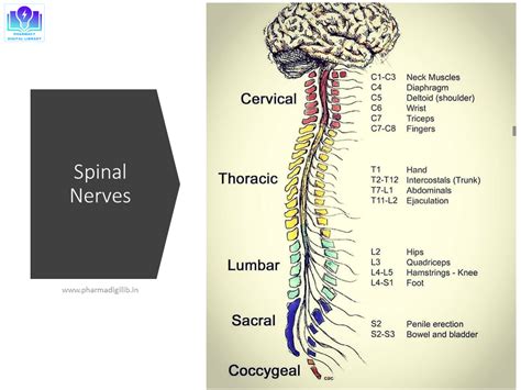 Spinal Cord And Spinal Nerves