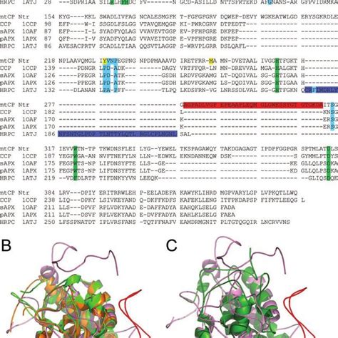Comparison Of Mtcp With Monofunctional Peroxidases A Structure Based