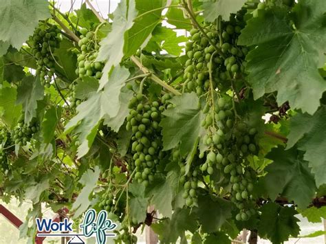 Himani Krishali Posted On Linkedin