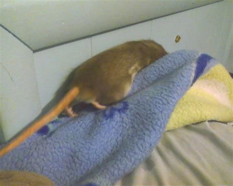 Rat Butt By Xyliaz On Deviantart