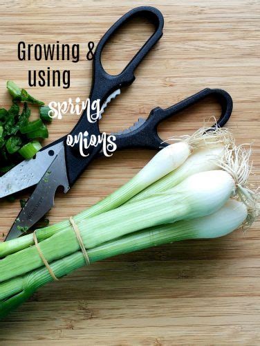 Growing Spring Onions Tips Trimming What Is A Spring Onion
