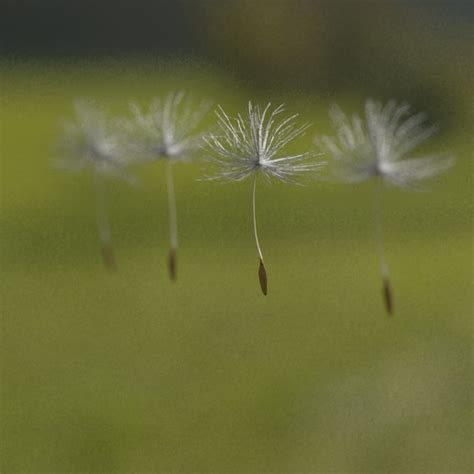 3d Close Up Dandelion Seeds Model