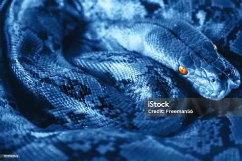 Python Cantik Dengan Warna Biru Cerah Reptil Fotografi Makro Ular Dari Dekat Foto Stok Unduh
