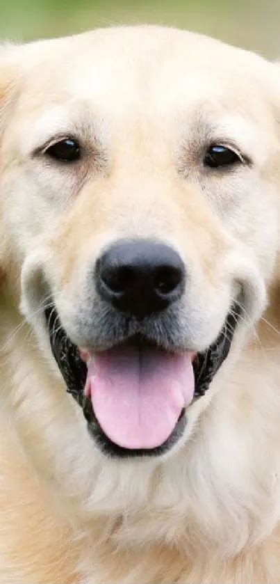Golden Retriever Smiling Wallpaper Free Download
