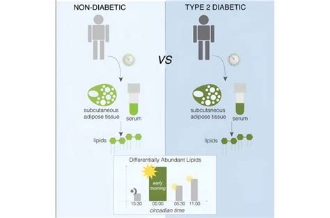 Researchers Show How Lipids And Diabetes Are Closely Linked