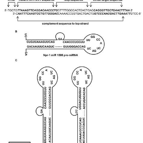 Scheme And Identification Of Recombinant Plasmids A The Download Scientific Diagram