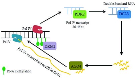 4 Rna Directed Dna Methylation Rdr2 Rddm Download Scientific Diagram