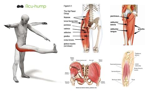 High Hamstring Tendinopathy Vs Piriformis Syndrome Acu Hump Sciatica Relief