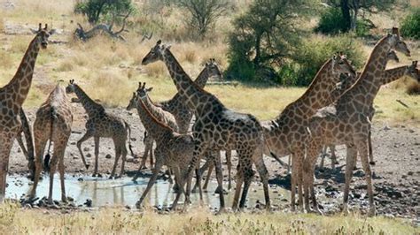 Giraffe Sex Is Even Weirder Than We Thought And It Involves Pee Live Science