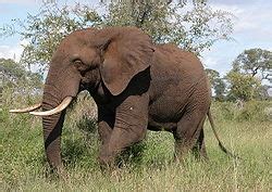 African Savannah Elephant Wiktionary The Free Dictionary