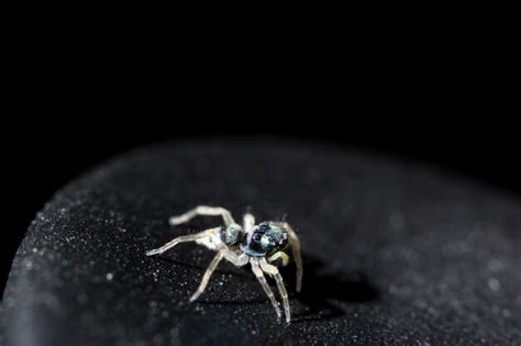 Premium Photo Spider Macro