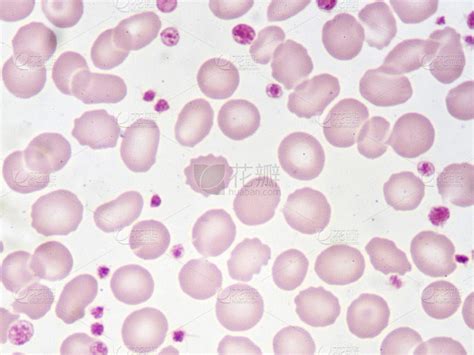 红细胞和血小板