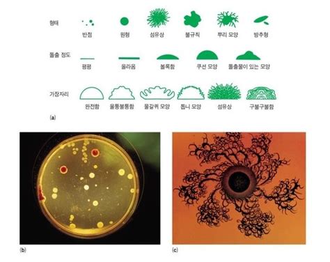 미생물 분석 순수분리 배양한국의과학연구원 미생물분석센터 네이버 블로그