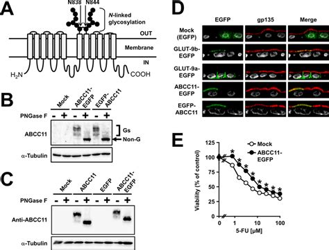 Characterization Of Abcc11 Fused With Egfp Expressed In Mdckii Download Scientific Diagram