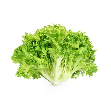 Escarole Lettuce Simcoe Harvest