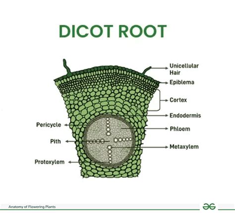 Anatomy Of Flowering Plants Geeksforgeeks
