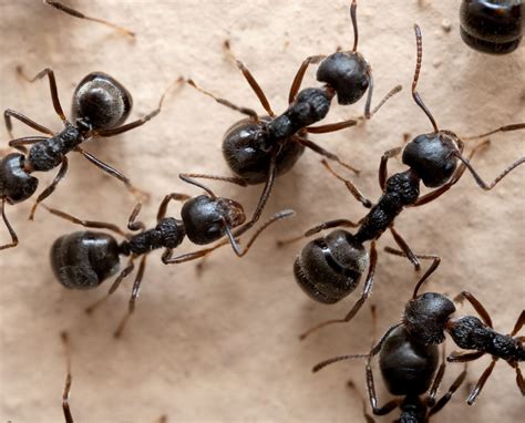 7 Types Of Ants Found In Arkansas Bird Watching Hq