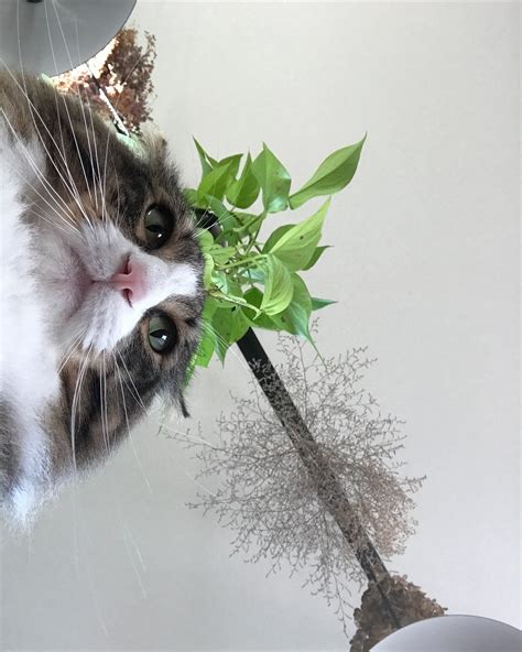 Ayumi 夫婦と猫 Anan猫さま大賞2025 応募用です。 ① とんがり 、14歳 オス ②頭から草生えちゃった！？ Anan