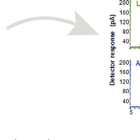 Schematic Protocol For A Odour Sampling By Dynamic Headspace