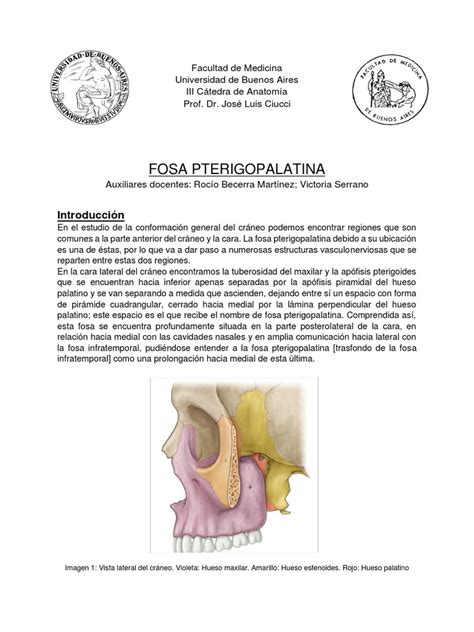 Anatomía De La Fosa Pterigopalatina Pdf Sistema Musculoesquelético