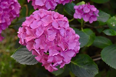 꽃 꽃국 국 자홍색 분홍색 Pixabay의 무료 사진 Pixabay