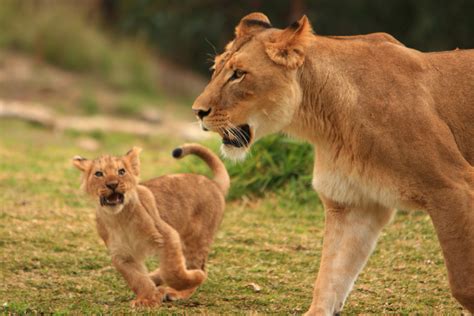 Female Lion And Cub