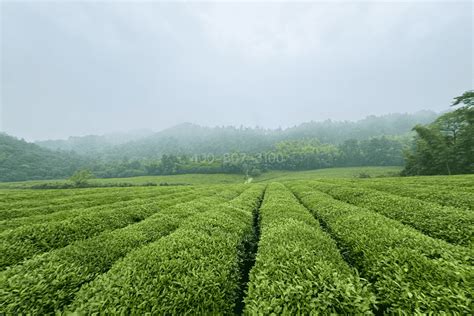 径山竹茶园官网 杭州径山竹茶园官网