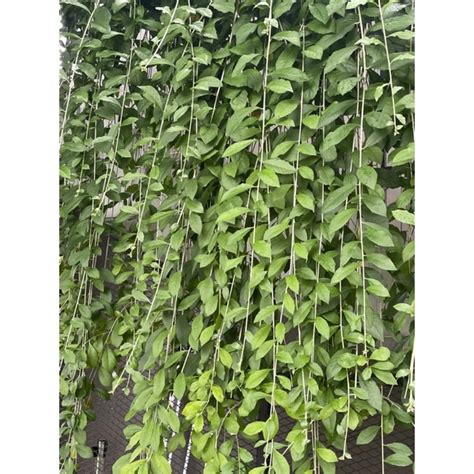 ต้นลีกวนยูหรือตานหม่อนหรือเถาวัลย์ดินสูงประมาณ 50 60ซม ซื้อ10แถม1 บรรจุถุงเพาะชำขนาด4นิ้ว