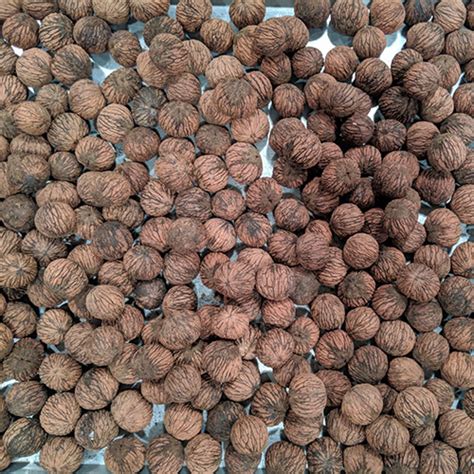 Black Walnuts Cultivation Type Organic At Best Price In Ghaziabad