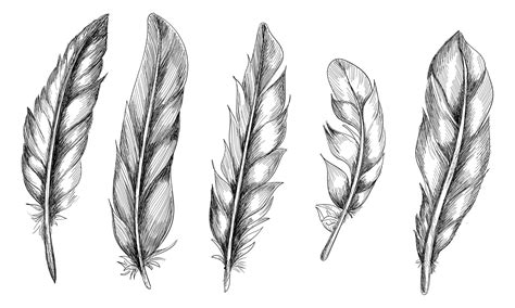 Feather Sketch