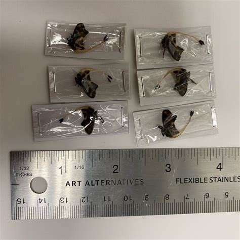 Gigantorhobdus Enderleine Treehopper Thornbug Papered Specimen