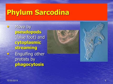 Ppt Evolution And Diversity Of Protists Through Endosymbiosis