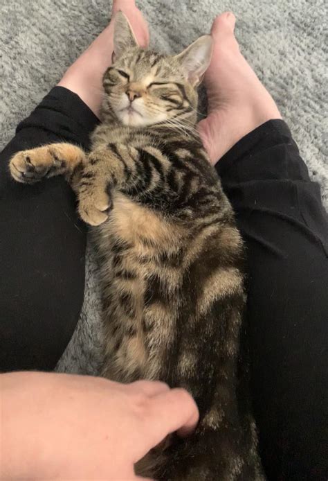 My Gorgeous Gherkin Not Letting Me Get Any Work Done Rcatscalledfood