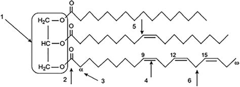 Typical Triglyceride Molecule 1 Glycerol Linkage 2 Ester Group