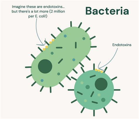 Bacterial Cell Endotoxins