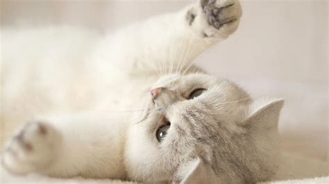 Cat Wallpaper