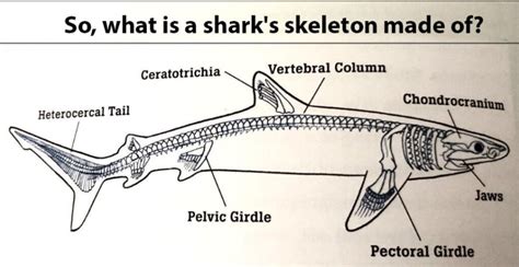 Demystifying Shark Anatomy How Many Bones Does A Shark Have