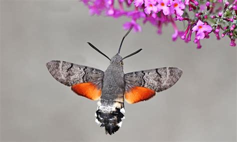 Hummingbird Hawk Moth