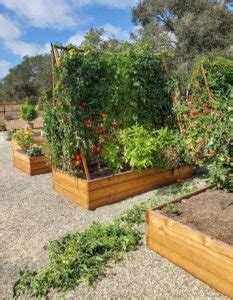 How To Make The Best DIY Tomato Trellis Stake Weave Hybrid Homestead And Chill