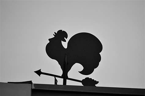 무료 이미지 실루엣 검정색과 흰색 하늘 화이트 검은 단색화 수탉 북쪽 미술 공예 삽화 바람개비 단철