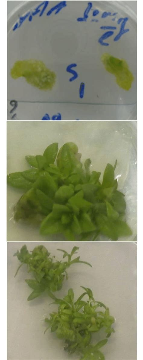 Callus Formation A Adventitious Shoot Regeneration B And Shoot Download Scientific Diagram