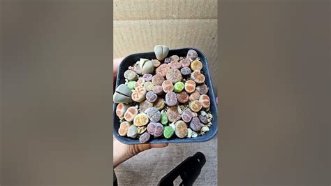 다드림 라이브 다육식물 다육이 다육 다육홀릭 다육화분 아프리카식물 선인장 코노피튬 다육라방 다육이종류 다육이물주기 다육이분갈이 多肉植物 Succulent Youtube