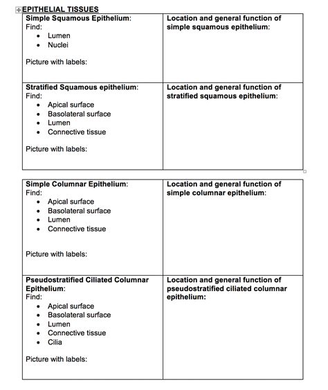 Solved Epithelial Tissues Simple Squamous Epithelium Find