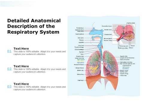 Respiratory System Ppt